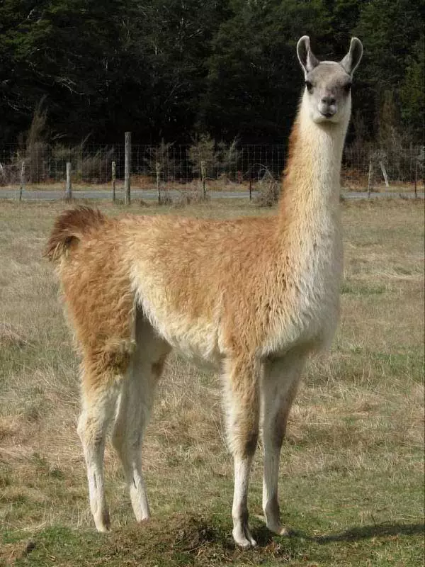 أي نوع من الوحش هذا Guanaco؟ صورة فوتوغرافية