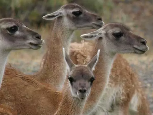 أي نوع من الوحش هذا Guanaco؟ صورة فوتوغرافية 2893_11