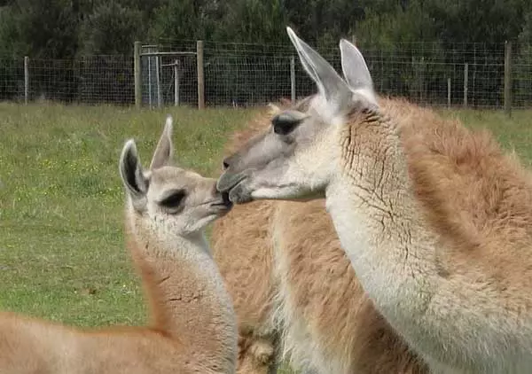 أي نوع من الوحش هذا Guanaco؟ صورة فوتوغرافية 2893_12