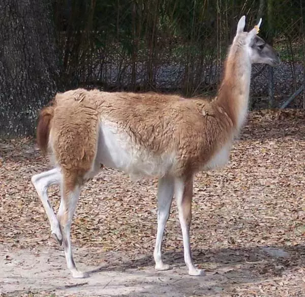 أي نوع من الوحش هذا Guanaco؟ صورة فوتوغرافية 2893_13