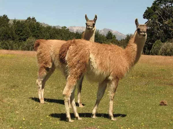 أي نوع من الوحش هذا Guanaco؟ صورة فوتوغرافية 2893_16