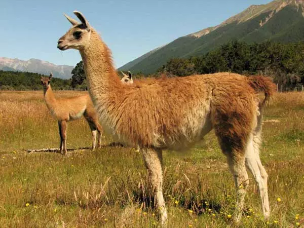 أي نوع من الوحش هذا Guanaco؟ صورة فوتوغرافية 2893_17