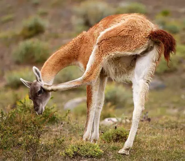 أي نوع من الوحش هذا Guanaco؟ صورة فوتوغرافية 2893_18