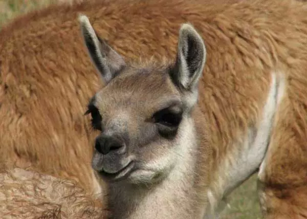 أي نوع من الوحش هذا Guanaco؟ صورة فوتوغرافية 2893_26