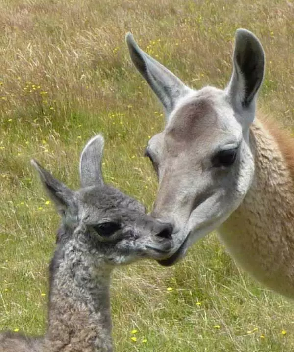 أي نوع من الوحش هذا Guanaco؟ صورة فوتوغرافية 2893_27