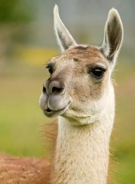 أي نوع من الوحش هذا Guanaco؟ صورة فوتوغرافية 2893_31