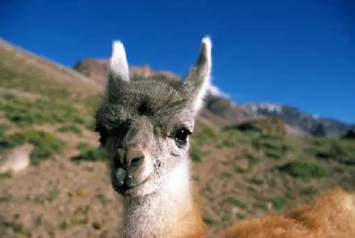 أي نوع من الوحش هذا Guanaco؟ صورة فوتوغرافية 2893_33