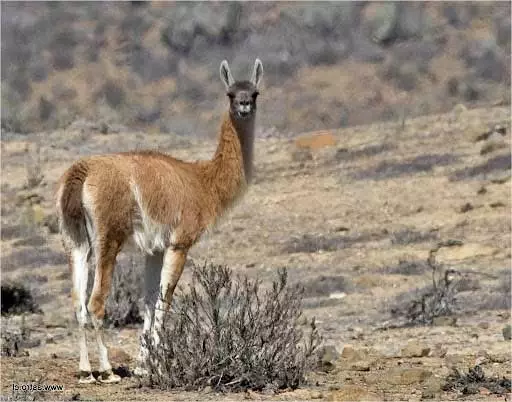 أي نوع من الوحش هذا Guanaco؟ صورة فوتوغرافية 2893_34