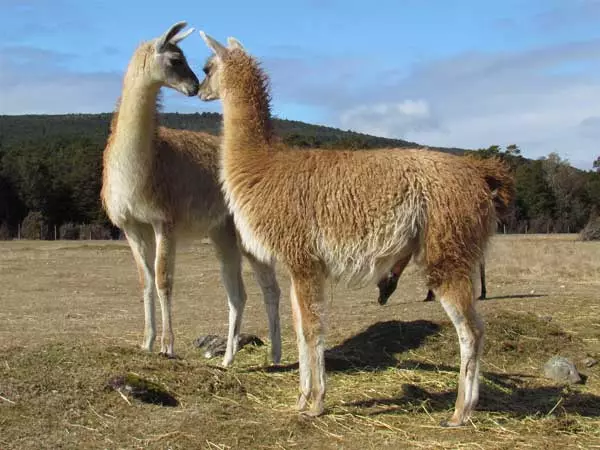 أي نوع من الوحش هذا Guanaco؟ صورة فوتوغرافية 2893_35