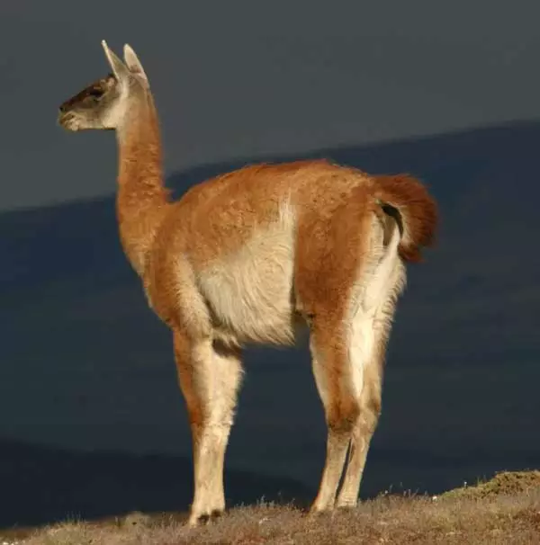 أي نوع من الوحش هذا Guanaco؟ صورة فوتوغرافية 2893_36