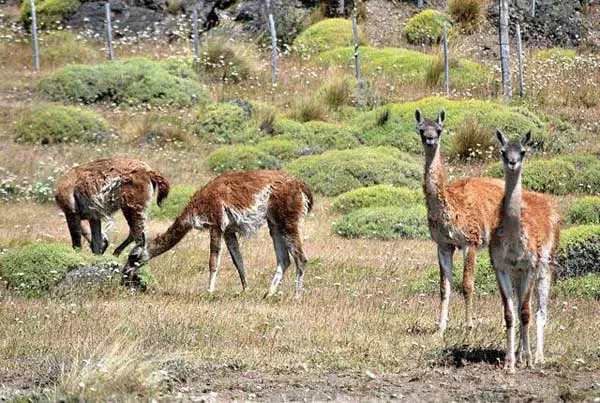 أي نوع من الوحش هذا Guanaco؟ صورة فوتوغرافية 2893_4