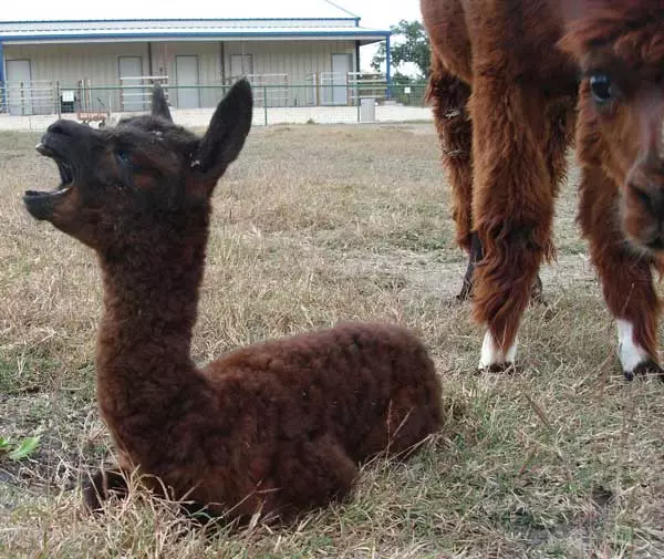 أي نوع من الوحش هذا Guanaco؟ صورة فوتوغرافية 2893_42