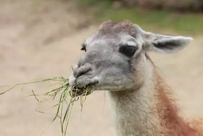 أي نوع من الوحش هذا Guanaco؟ صورة فوتوغرافية 2893_45