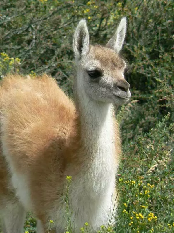 أي نوع من الوحش هذا Guanaco؟ صورة فوتوغرافية 2893_49