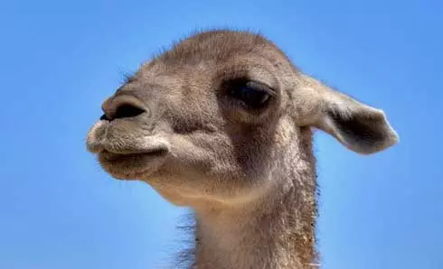 أي نوع من الوحش هذا Guanaco؟ صورة فوتوغرافية 2893_5