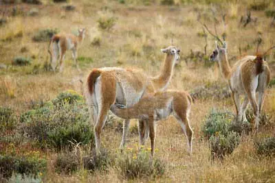 أي نوع من الوحش هذا Guanaco؟ صورة فوتوغرافية 2893_50