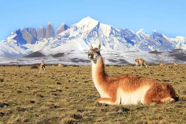 أي نوع من الوحش هذا Guanaco؟ صورة فوتوغرافية 2893_7