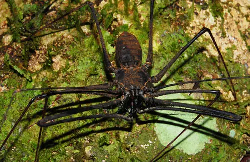 Ang mga scalloped spider dili makahilo