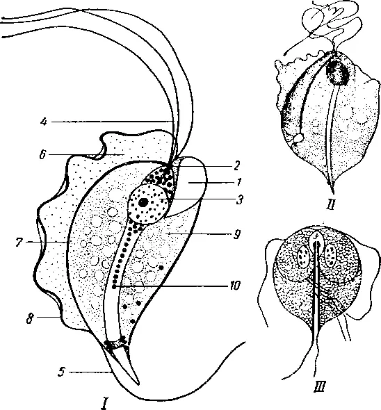 Ntau hom ntawv ntawm flagellates