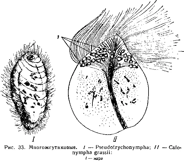 Txiav txim Polymastigina 2939_6