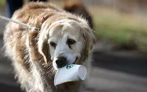 En Colorado, al perro le preocupa la limpieza de las calles.