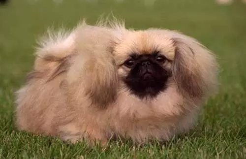 Sw Pyongyang yn cael Pekingese