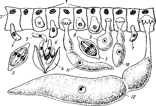 Esquema de desenvolvemento de gregarina