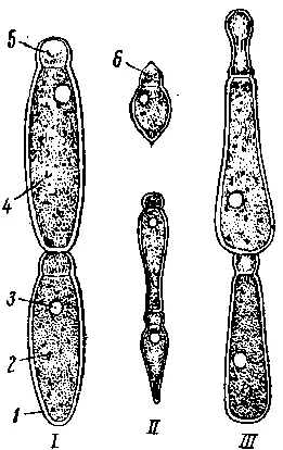 Les grégarines des intestins des vers de farine (larves de Tenebrio molitor)