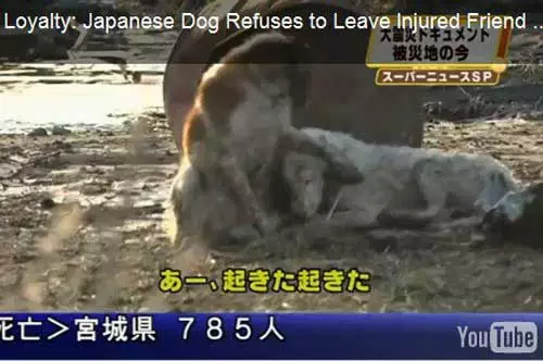 En Japón, un perro fiel salvó a su amigo