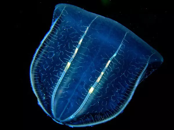 Uzazi na ukuzaji wa ctenophores