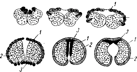 Desenvolupament del ctenòfor