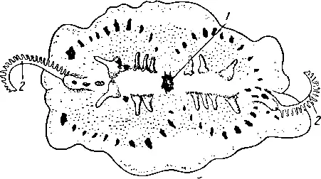 Coeloplana gonoctena