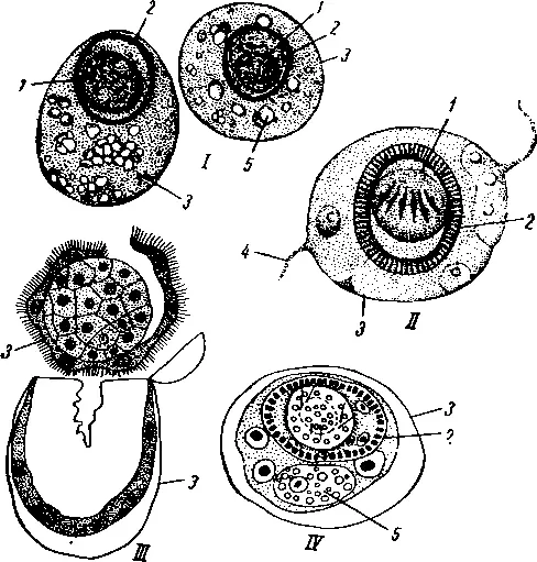 Cestode -munat