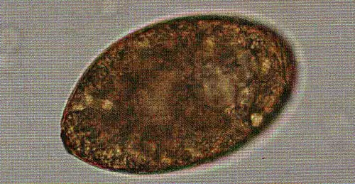 Filogenia de monogenea, trematodos y cestodos