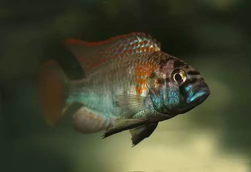 Haplochromis barton (Narlochromis burtoni) felur seiði í munni