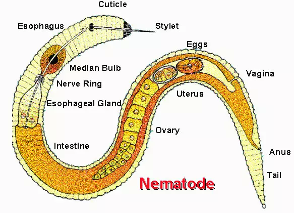 Faiga popole o nematodes