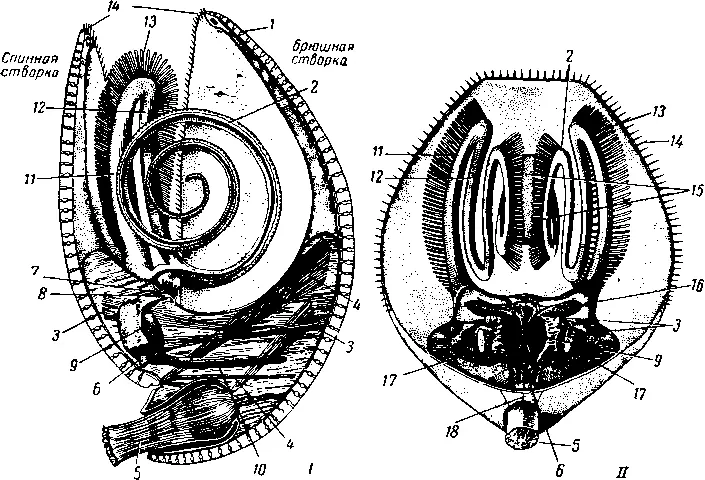 Nau'in Brachiopoda 3100_6