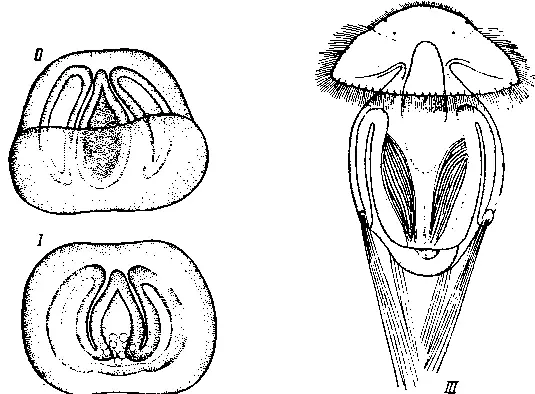 การพัฒนา Brachiopod