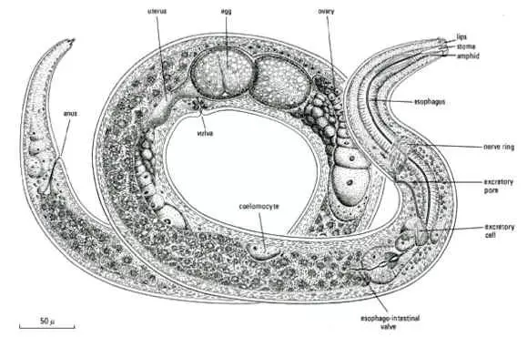 ንዑስ ክፍል Adenophorea