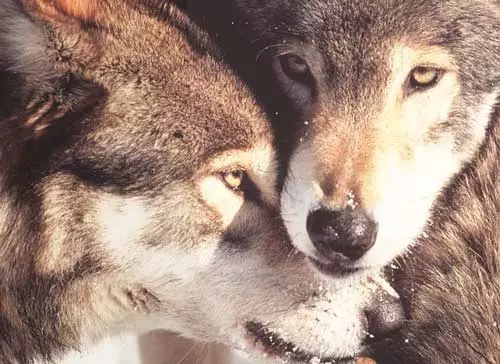 Wolves. Mafarauta masu haɗari ko tsari na yanayi?