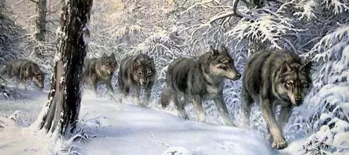 une meute de loups