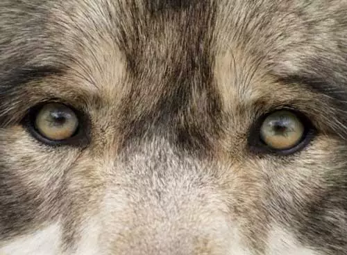 yeux de loup