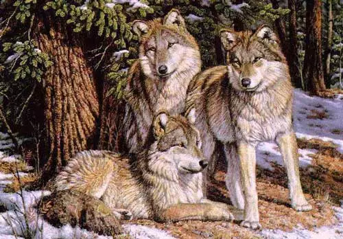 famille de loups