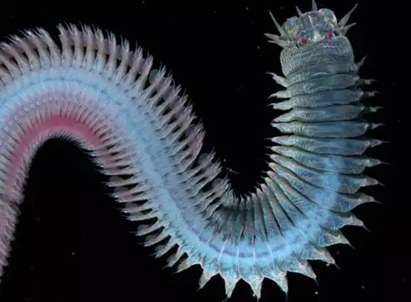 Tsarin annelids