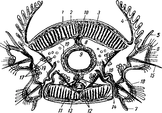 Gawo lowoloka kupyola thupi la polychaete