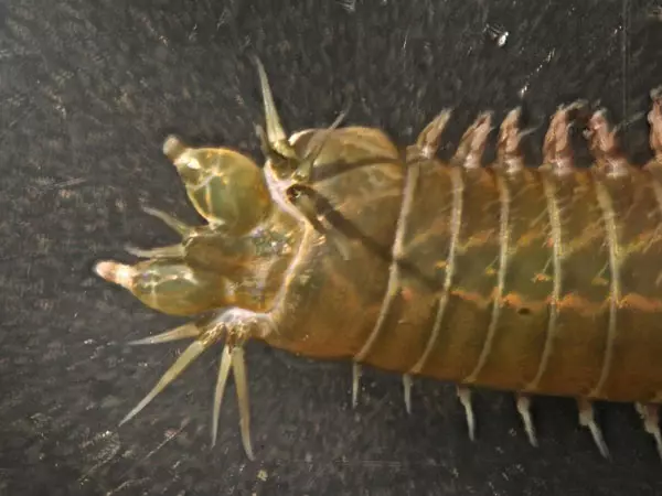 General overview of the polychaete class