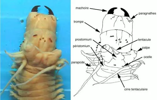 Famokarana polychaetes aeksual