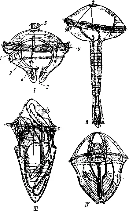 Trochophore Polygordius