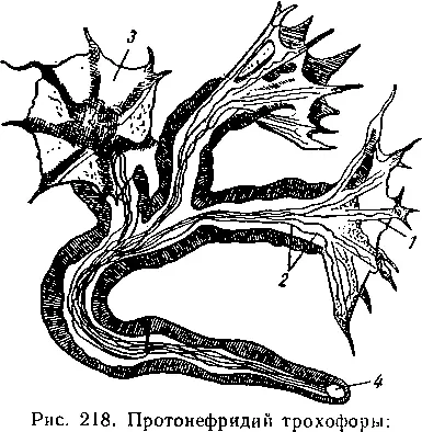 1 - solenociti, 2 - i loro fasci, 3 - membrane, 4 - pori escretori