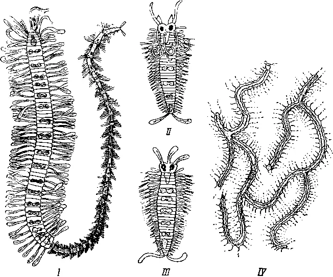 การสืบพันธุ์แบบไม่อาศัยเพศของ polychaetes 3187_6